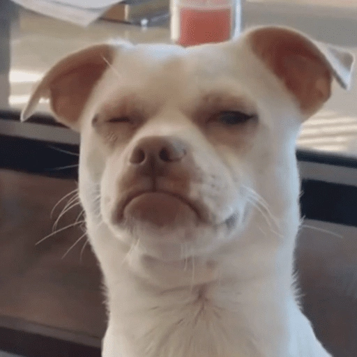 Meme de perro 🐶 ★ Stickers para WhatsApp